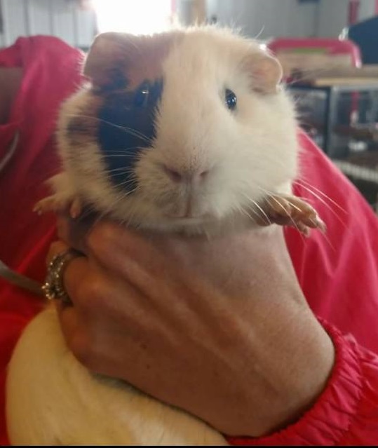 Animals – Chicken Nugget and Gang